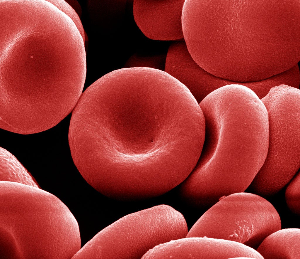 Transfusions Of Synthetic Blood Are Right Around The Corner transfusions-of-synthetic-blood-are-right-around-the-corner