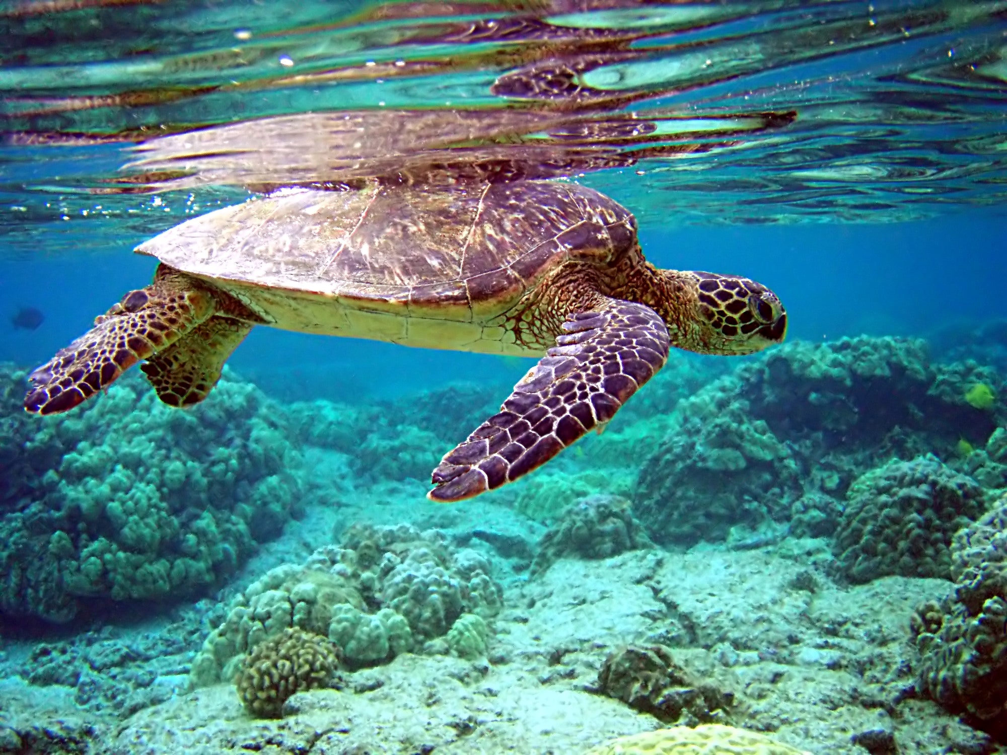 Blue Planet II Has Inspired The BBC To Ban All Plastic Containers And Blue Planet II Has Inspired The BBC To Ban All Plastic Containers And