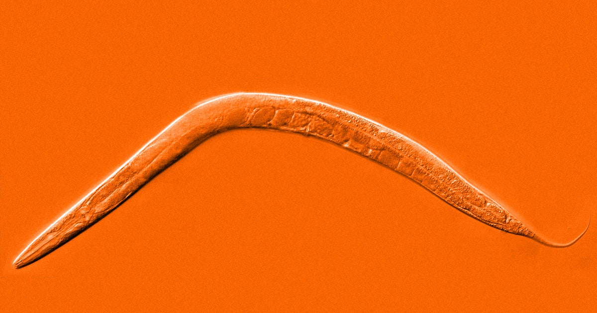 Scientists Extend Lifespan Of Worms By 500 Percent scientists-extend-lifespan-of-worms-by-500-percent